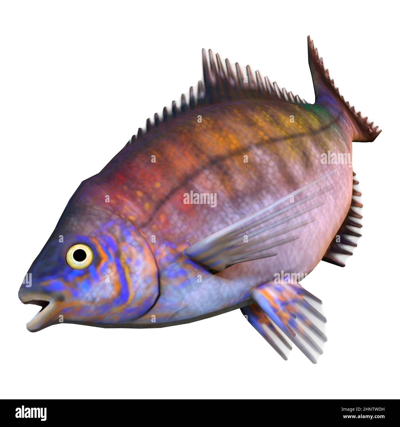 3D rendering of a rainbow Pacific sea perch isolated on white ...