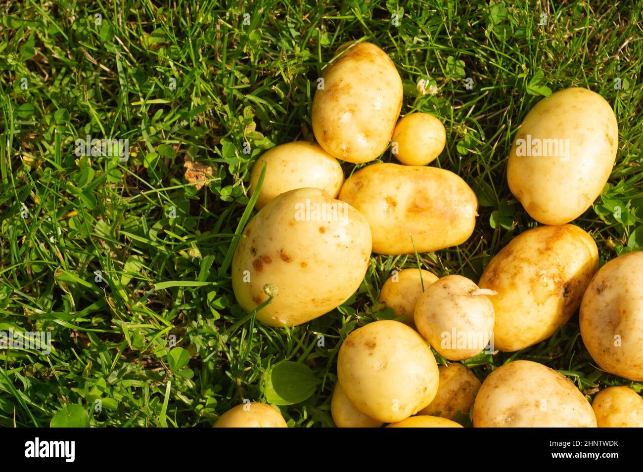 Fresh young potato lies on the grass. raw vegetables. healthy eating ...