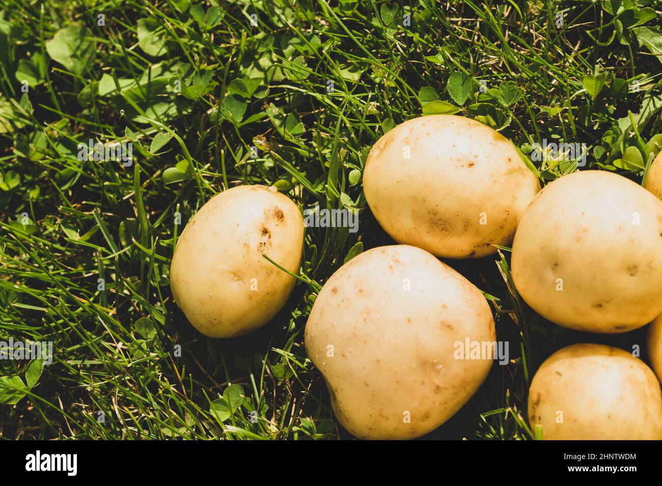 Fresh young potato lies on the grass. raw vegetables. healthy eating ...