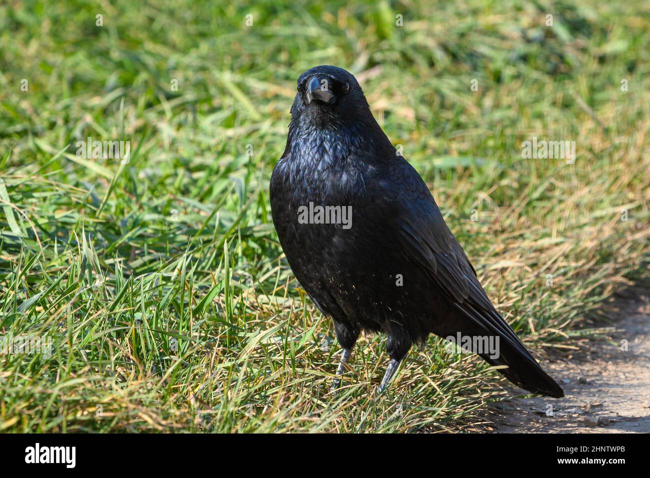 crow sitting on grass and lokking curious Stock Photo - Alamy