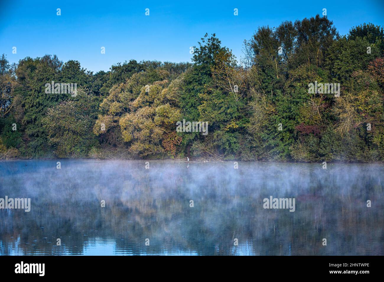 idyllic lake with fog, heron and colorful trees Stock Photo - Alamy