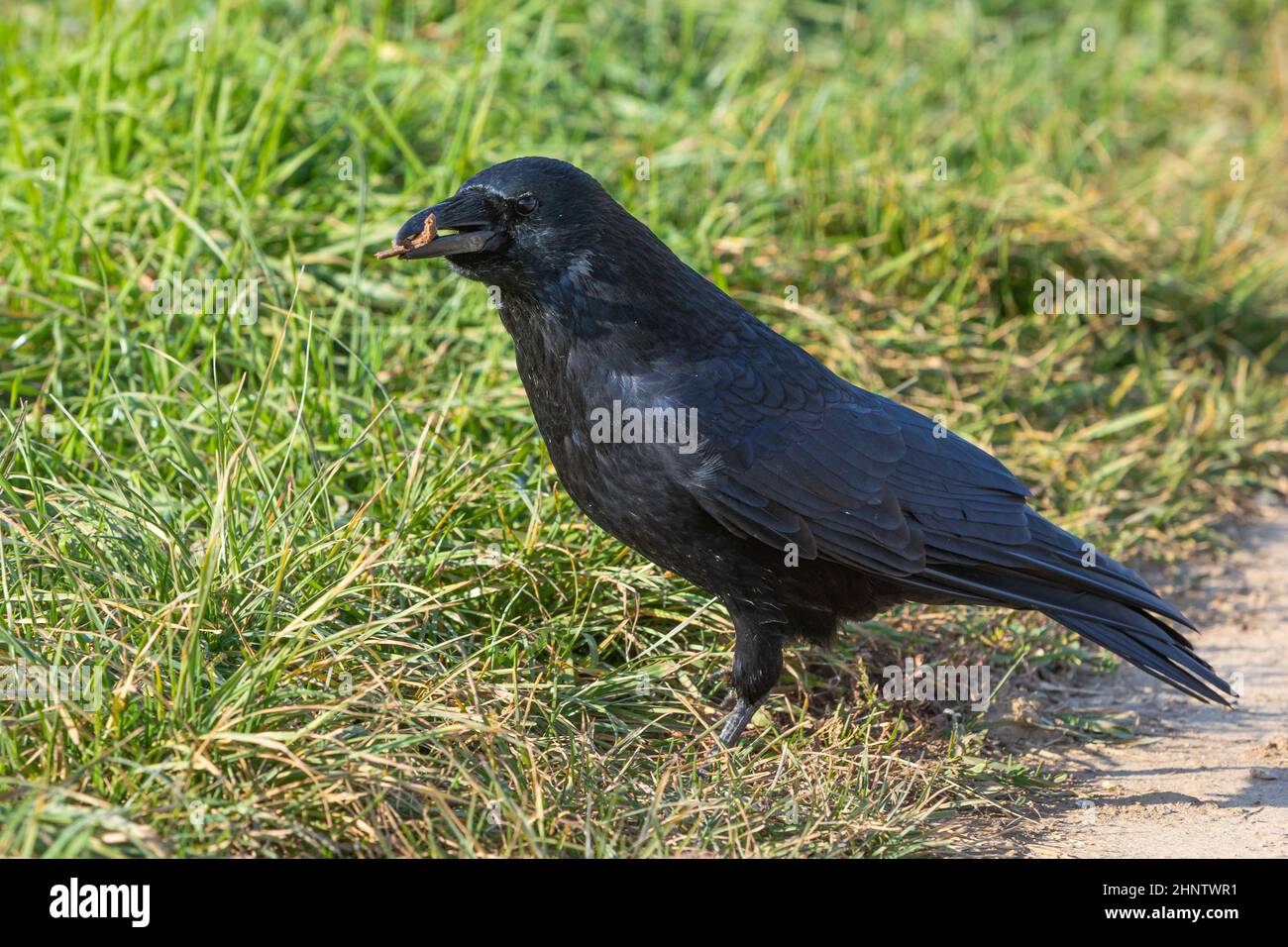 raven with food in his beak sitting on grass Stock Photo - Alamy