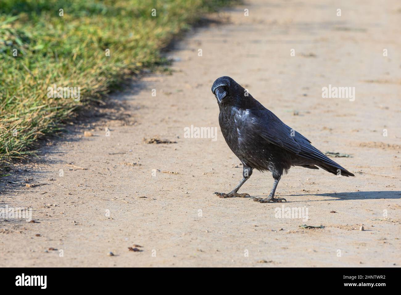 curious looking raven on a road in detail Stock Photo - Alamy