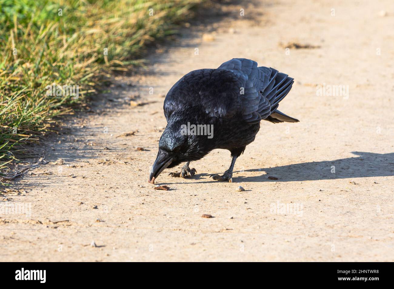 detail of a crow picking from the ground Stock Photo - Alamy