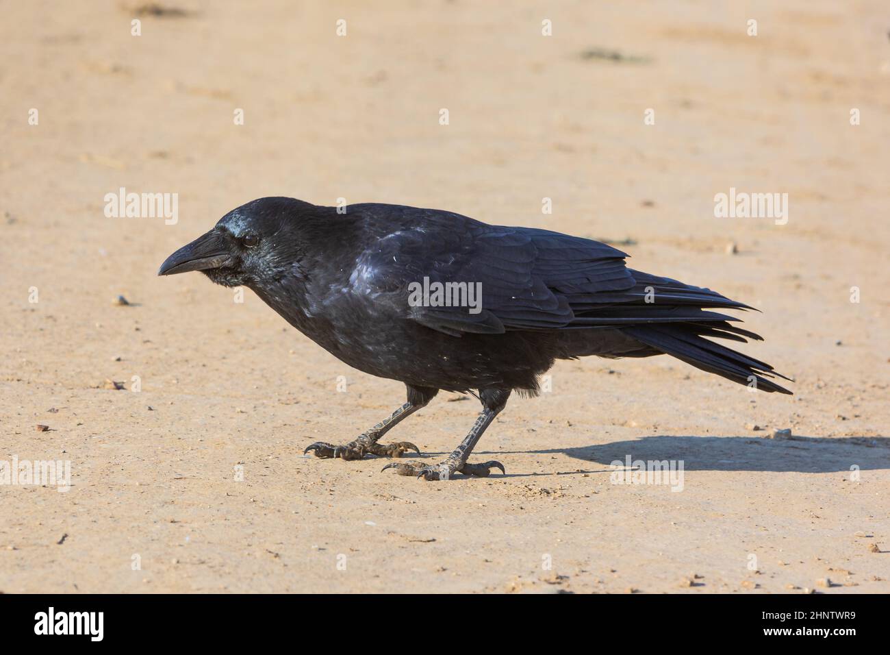 side view of a raven in alert on a road Stock Photo - Alamy