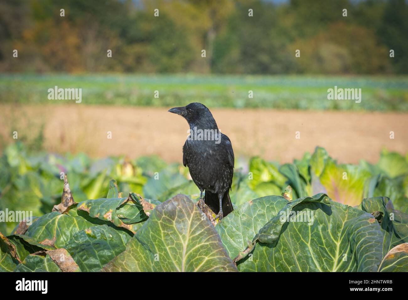 crow sitting on a cabbage plant and looking sideways Stock Photo - Alamy