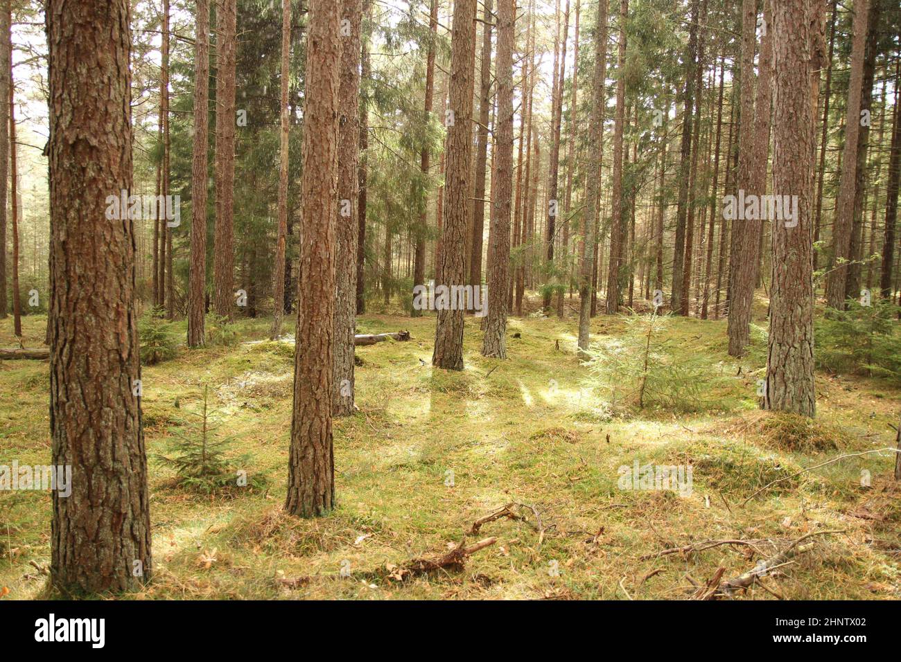 Trees in a forest in Salto, Sweden Stock Photo - Alamy