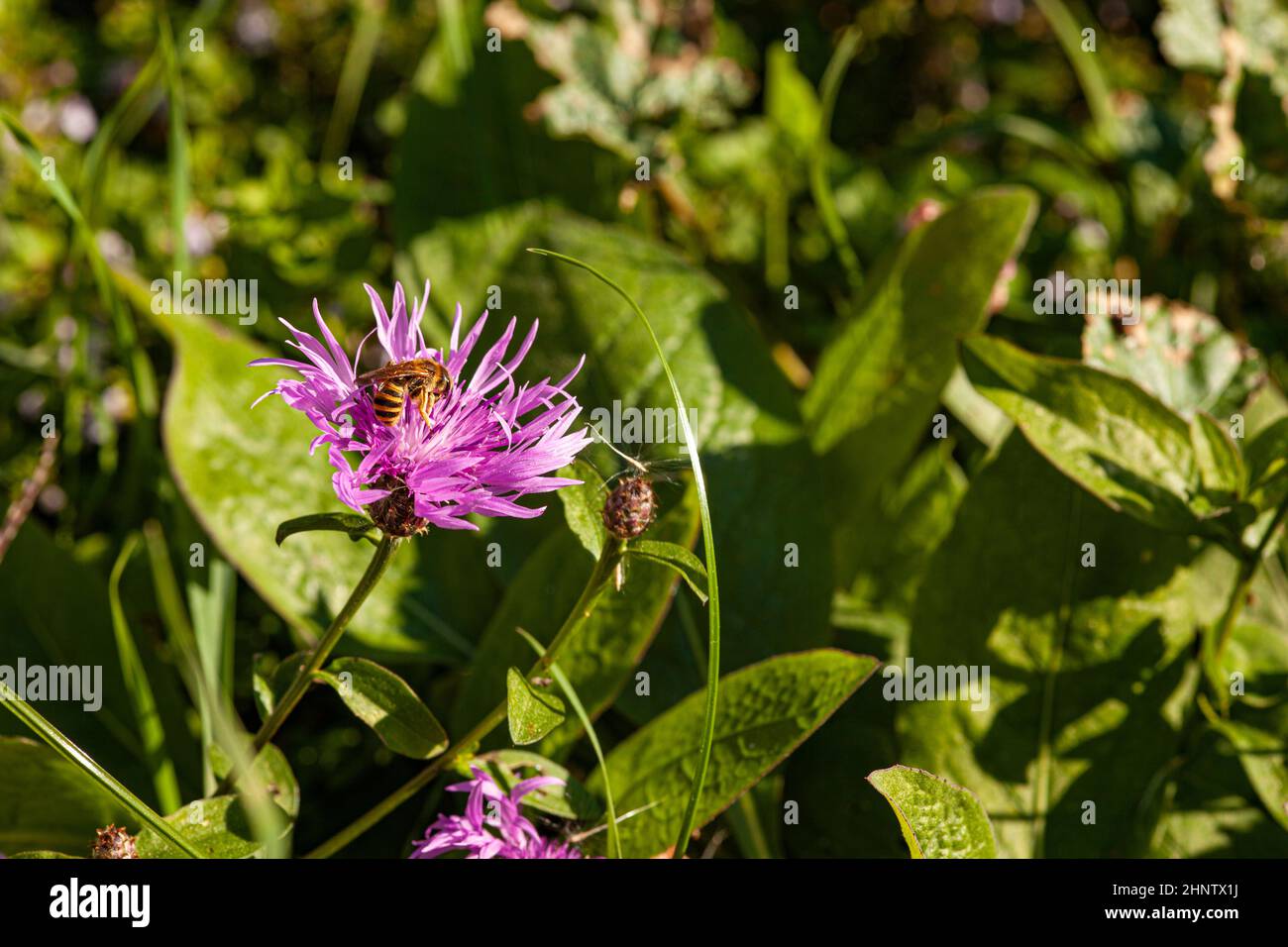 Purple pink Stokes Aster Stokesia laevis flower Stock Photo - Alamy