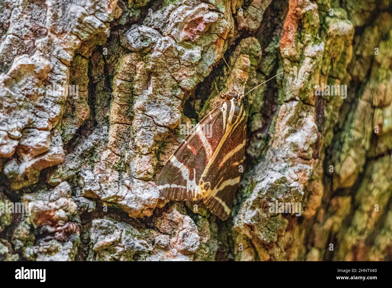 Russian bear butterfly in the beautiful nature of Butterflies Butterfly ...