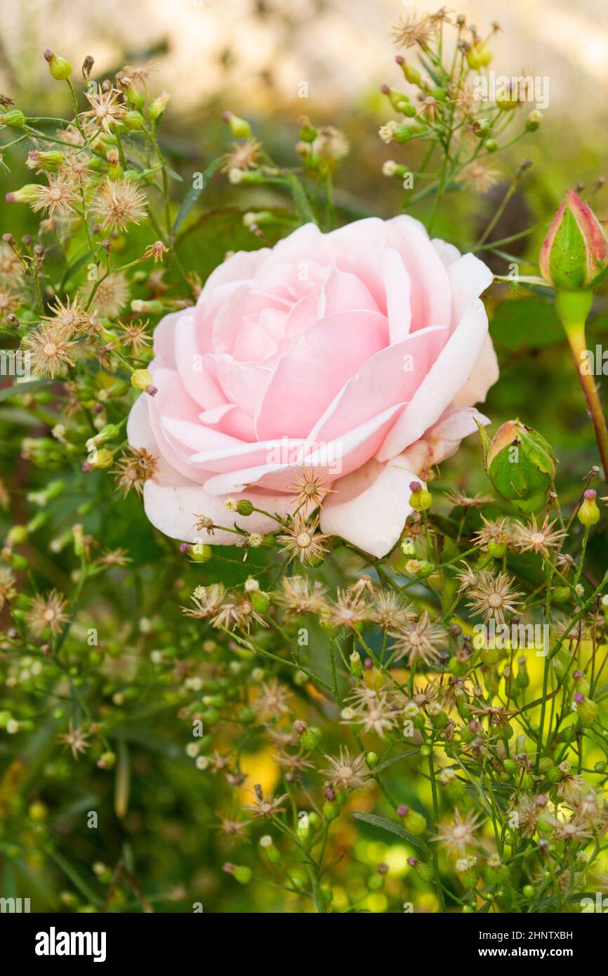 Flower background with garden of beautiful pink rose. Vertical image ...