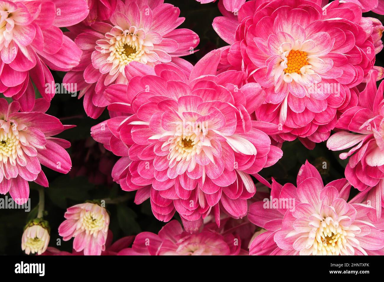 Macro background of pink and white garden mums Stock Photo - Alamy