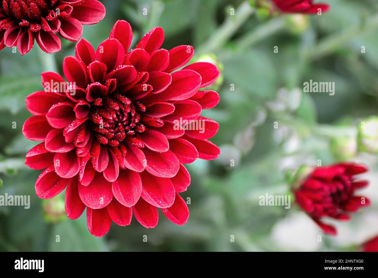 Potted mum hi-res stock photography and images - Alamy