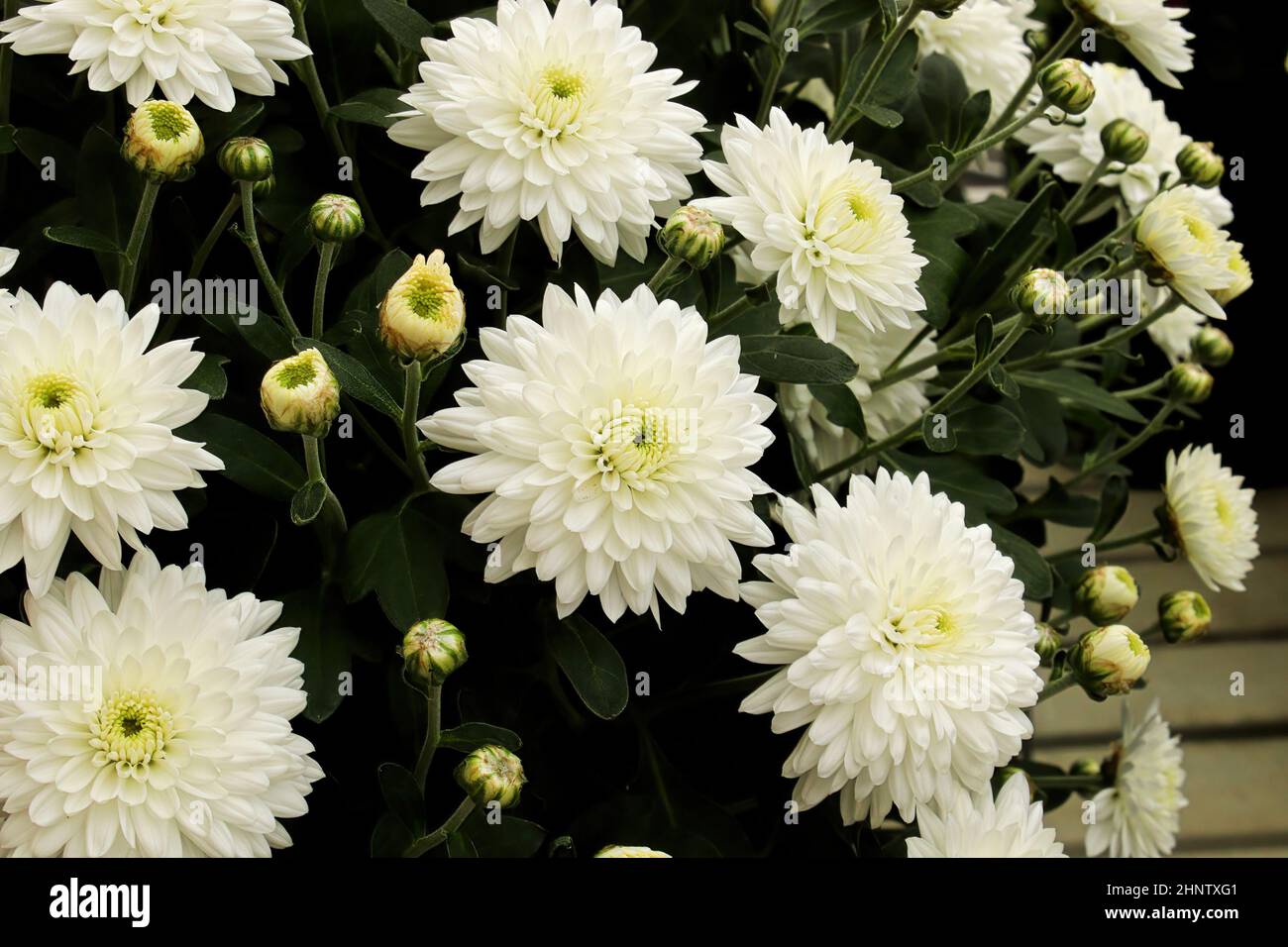 A background of white garden mums growing Stock Photo - Alamy