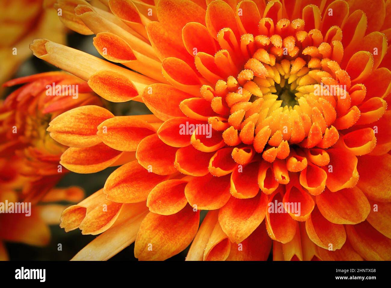 Yellow centers orange hi-res stock photography and images - Alamy