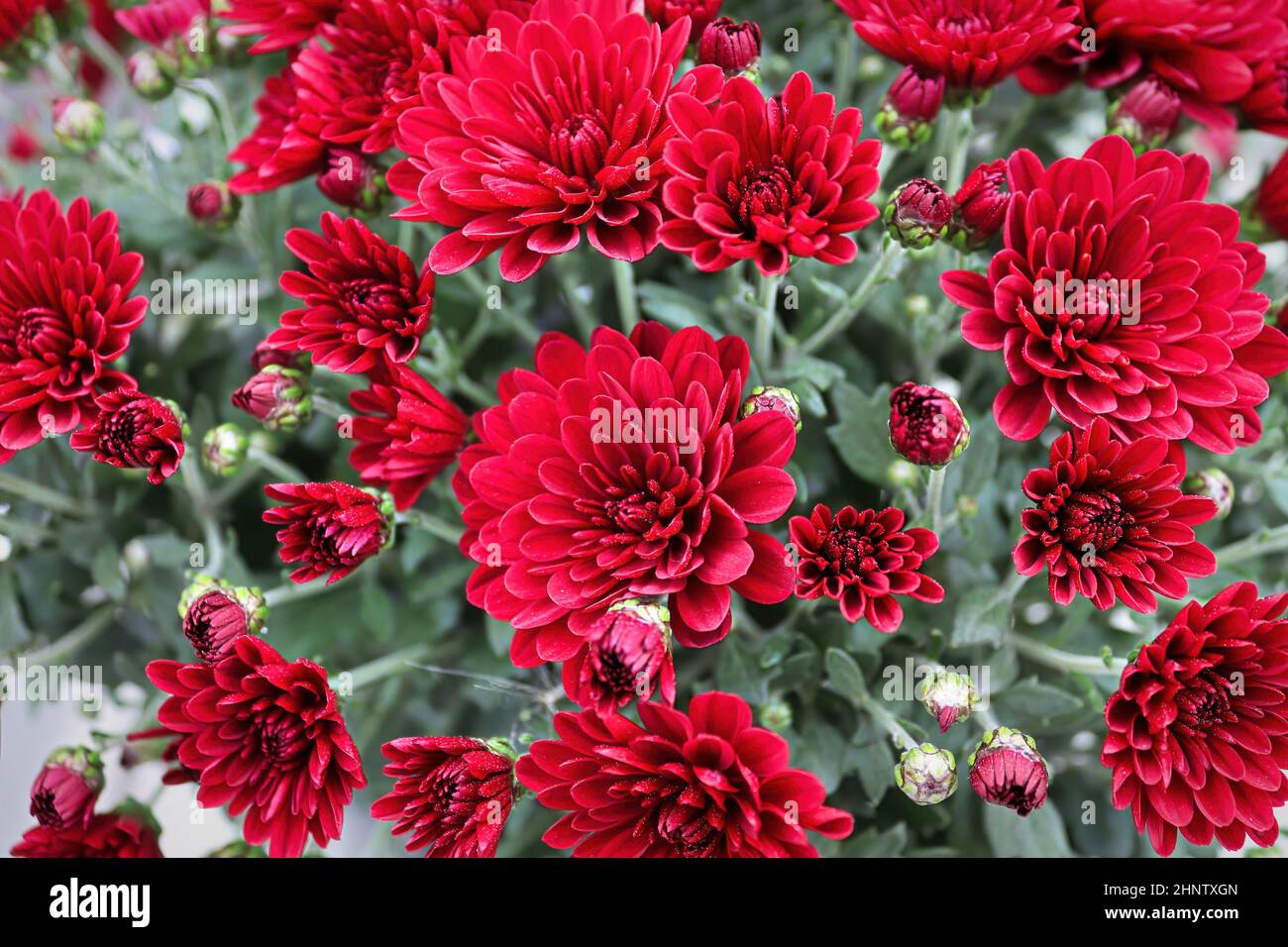 Background of various red garden mums growing Stock Photo - Alamy