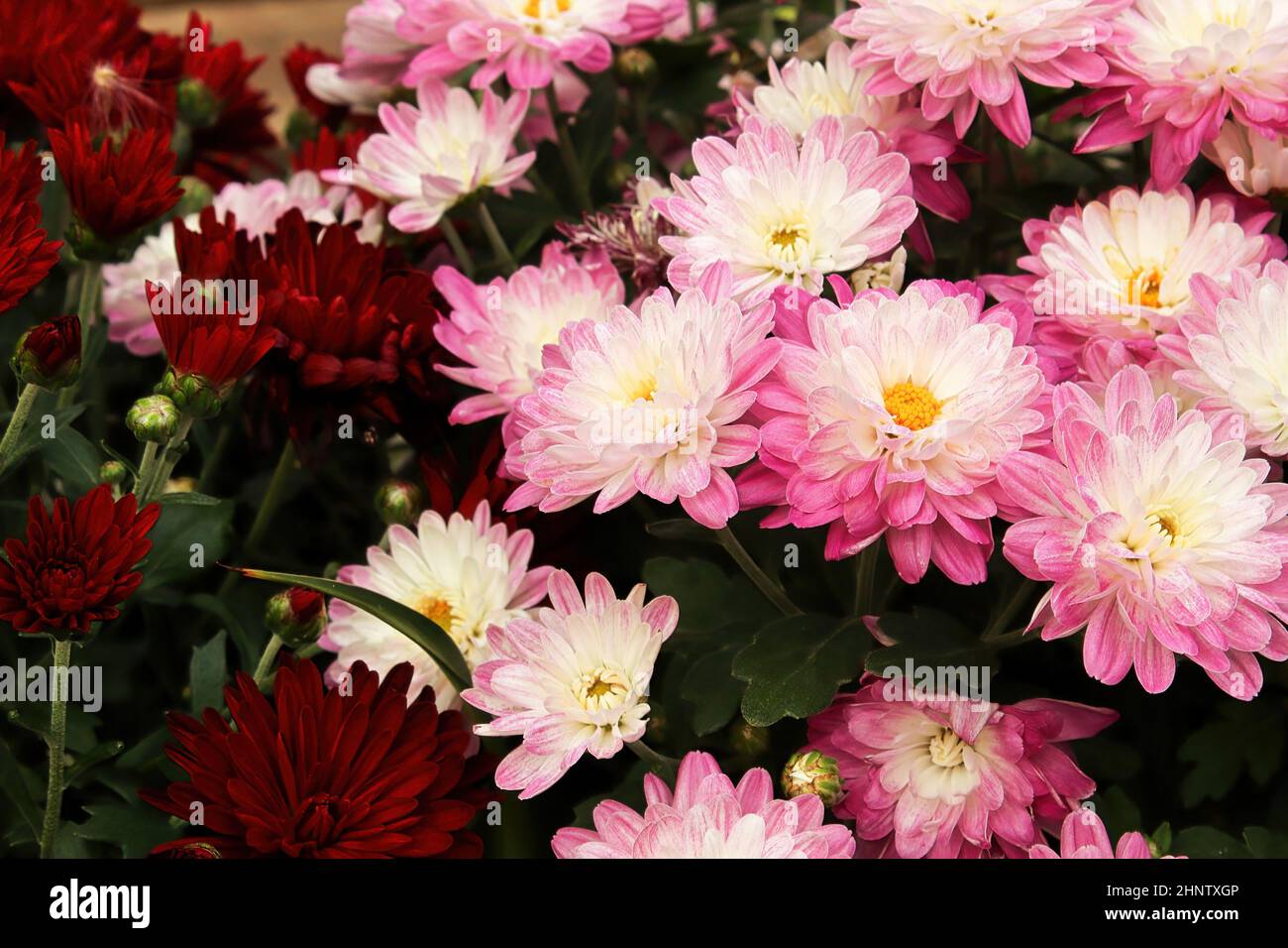 A mound of potted garden mums growing Stock Photo - Alamy
