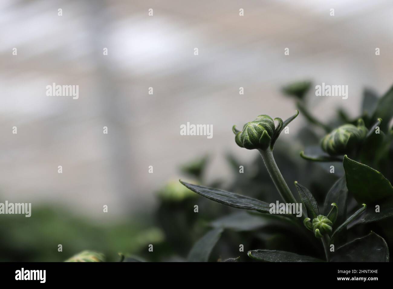 Side view of a garden mum bud against grey Stock Photo - Alamy