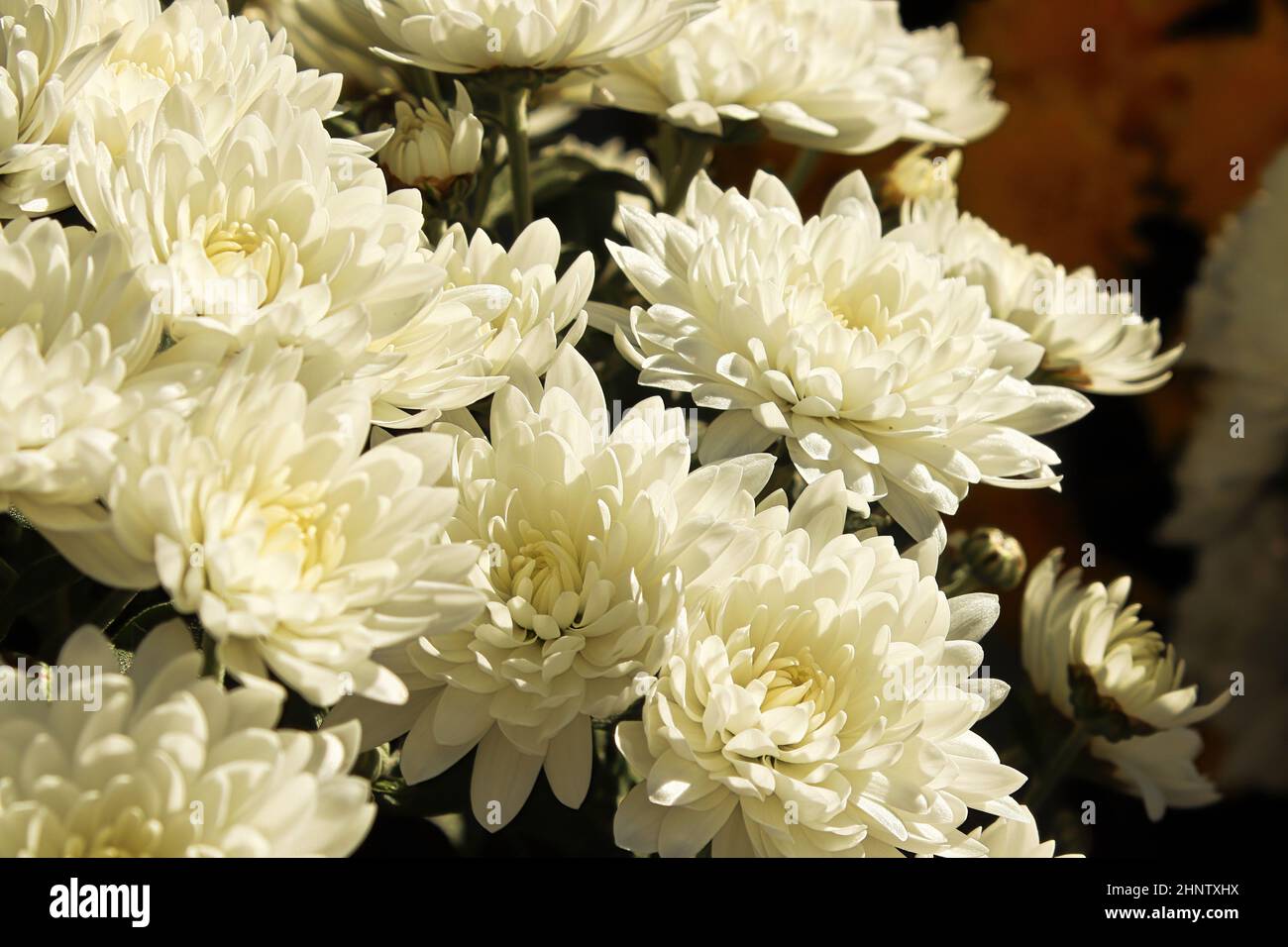 A bouquet of white garden mums in a mound Stock Photo - Alamy