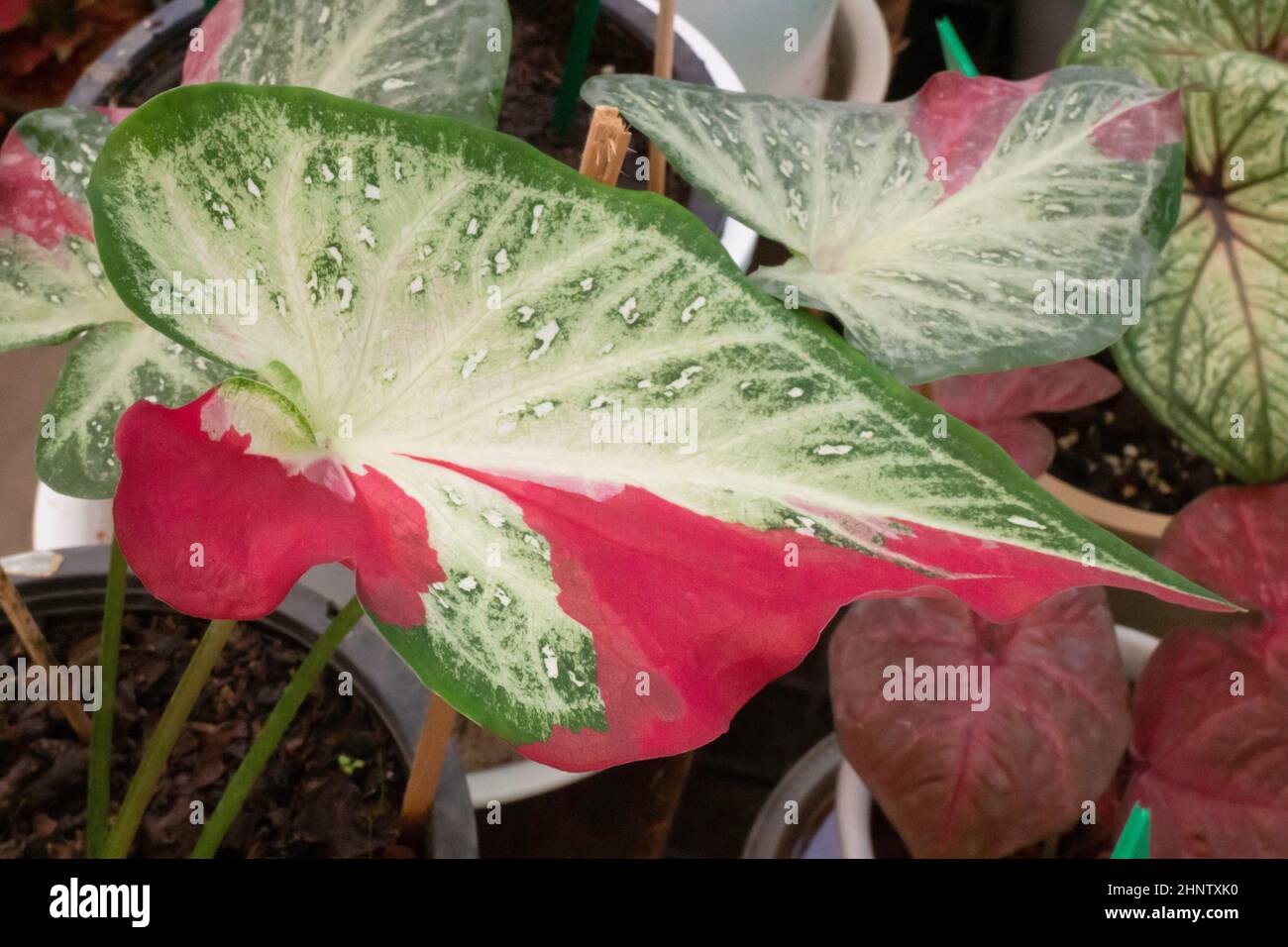 Beautiful Caladium bicolor the leafy plants, stock photo Stock Photo ...