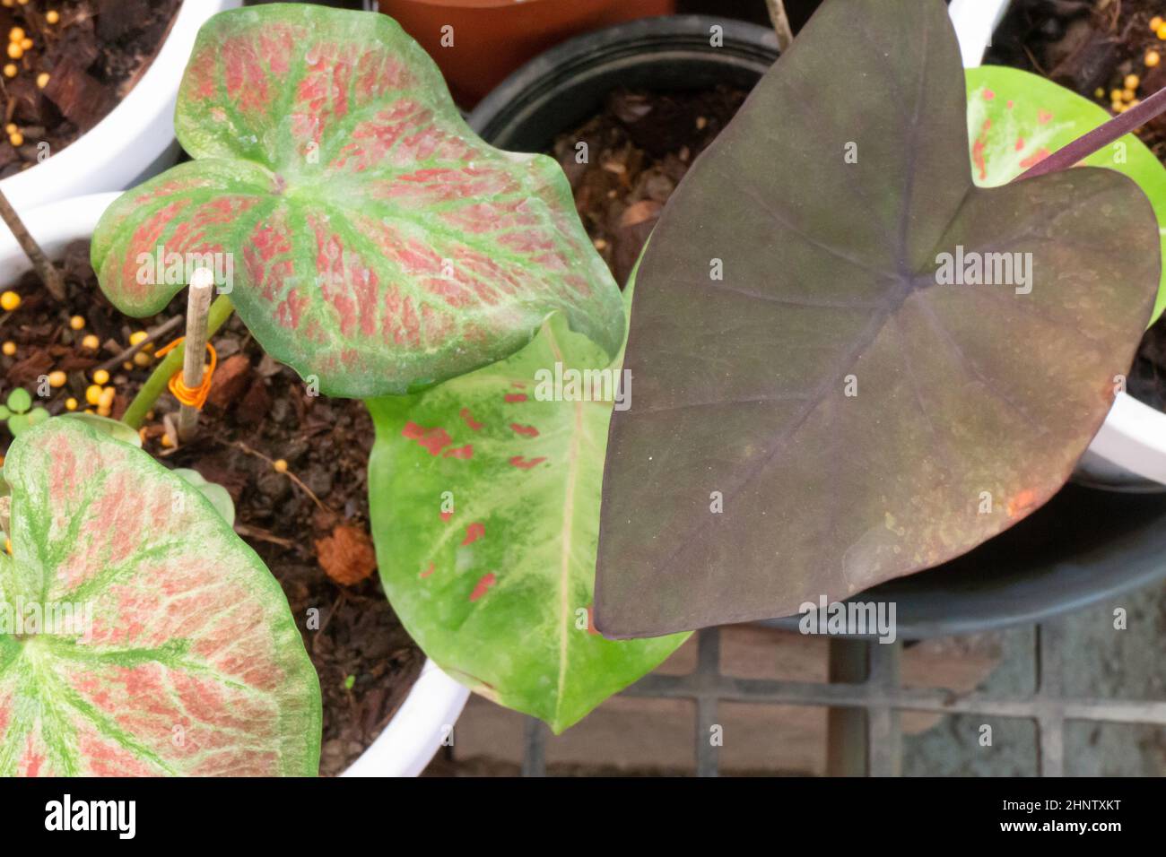 Beautiful Caladium bicolor the leafy plants, stock photo Stock Photo ...