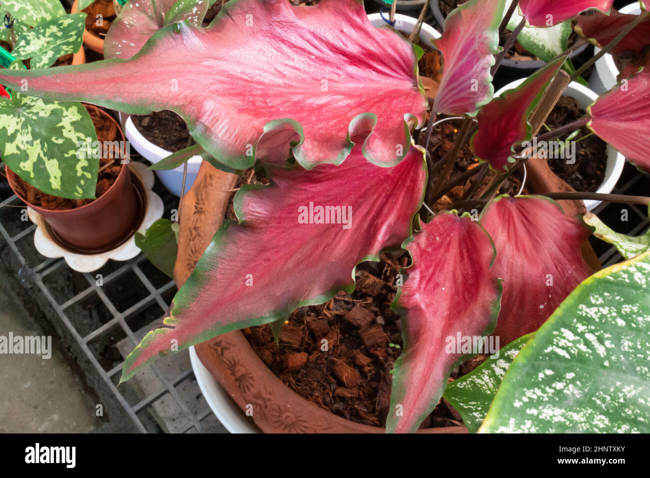 Beautiful Caladium bicolor the leafy plants, stock photo Stock Photo ...