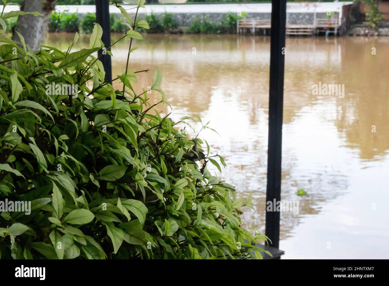 Tropical water plant growing in a river side area, stock photo Stock ...