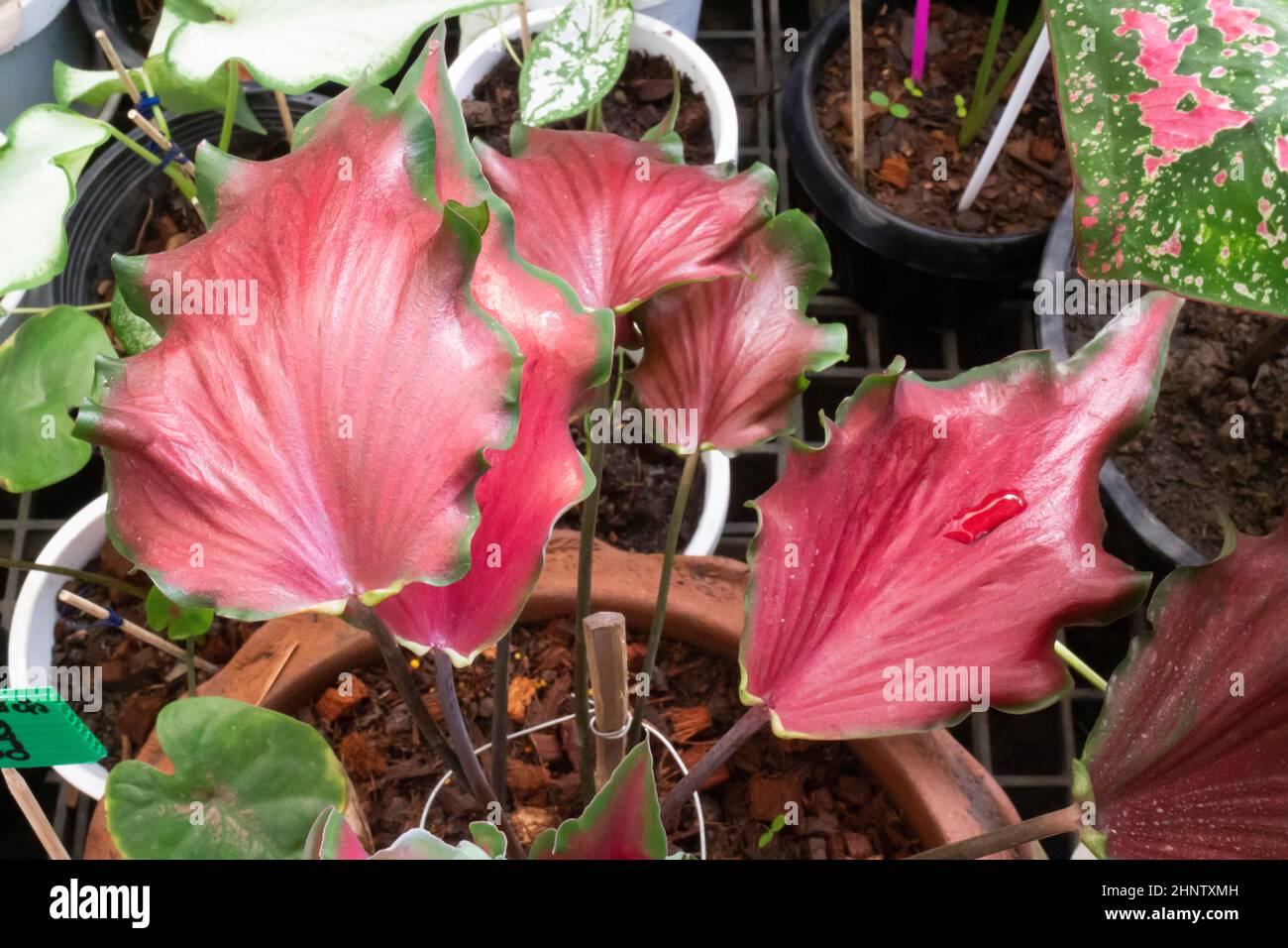 Beautiful Caladium bicolor the leafy plants, stock photo Stock Photo ...