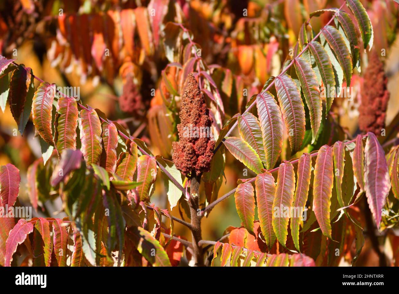 Leaves of the vinegar tree (Latin. Rhus typhina) or Virginia sumach in ...