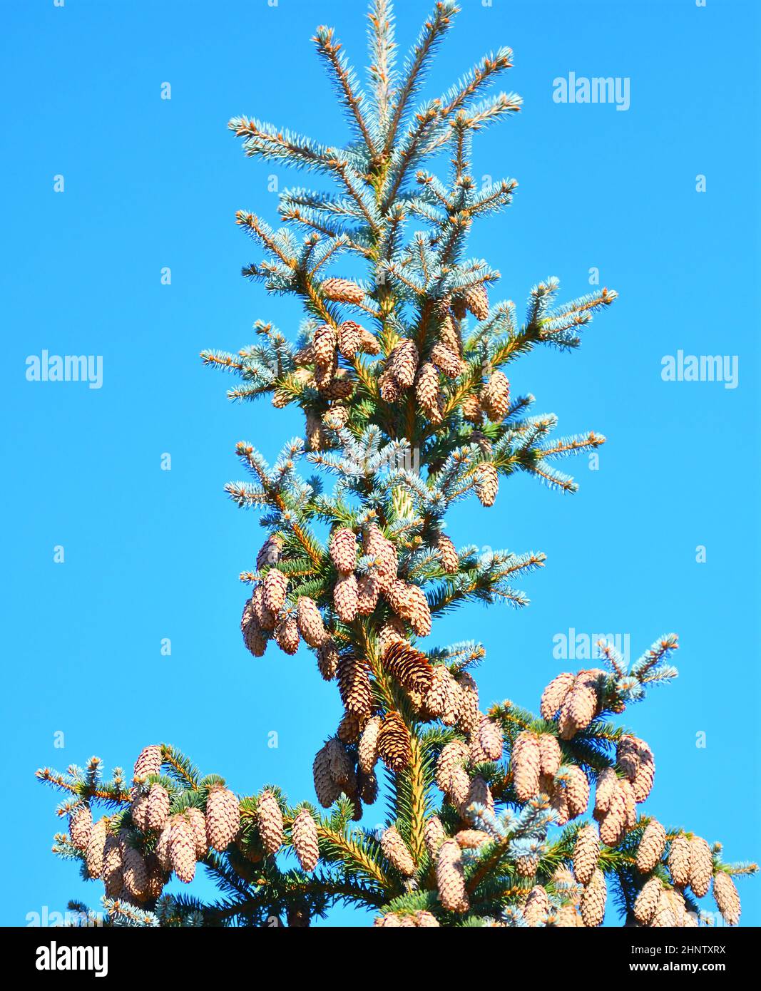 Cones on blue spruce or prickly spruce (Latin. Picea pungens Stock ...