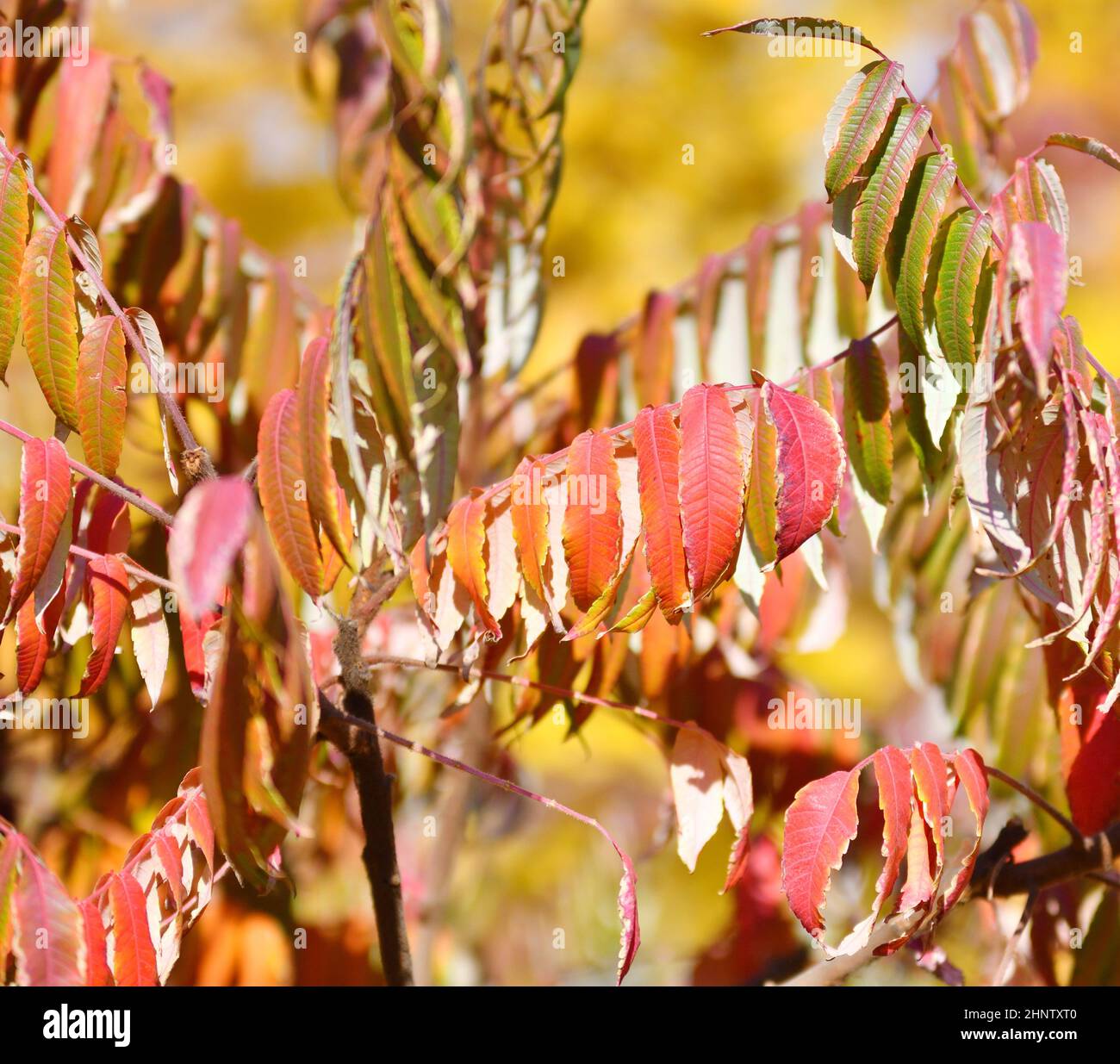 Vinegar tree leaves hi-res stock photography and images - Alamy