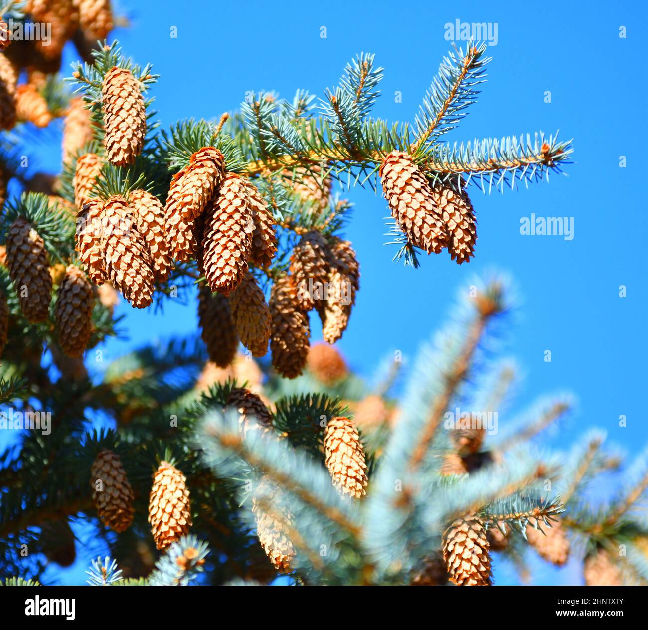 Cones on blue spruce or prickly spruce (Latin. Picea pungens Stock ...