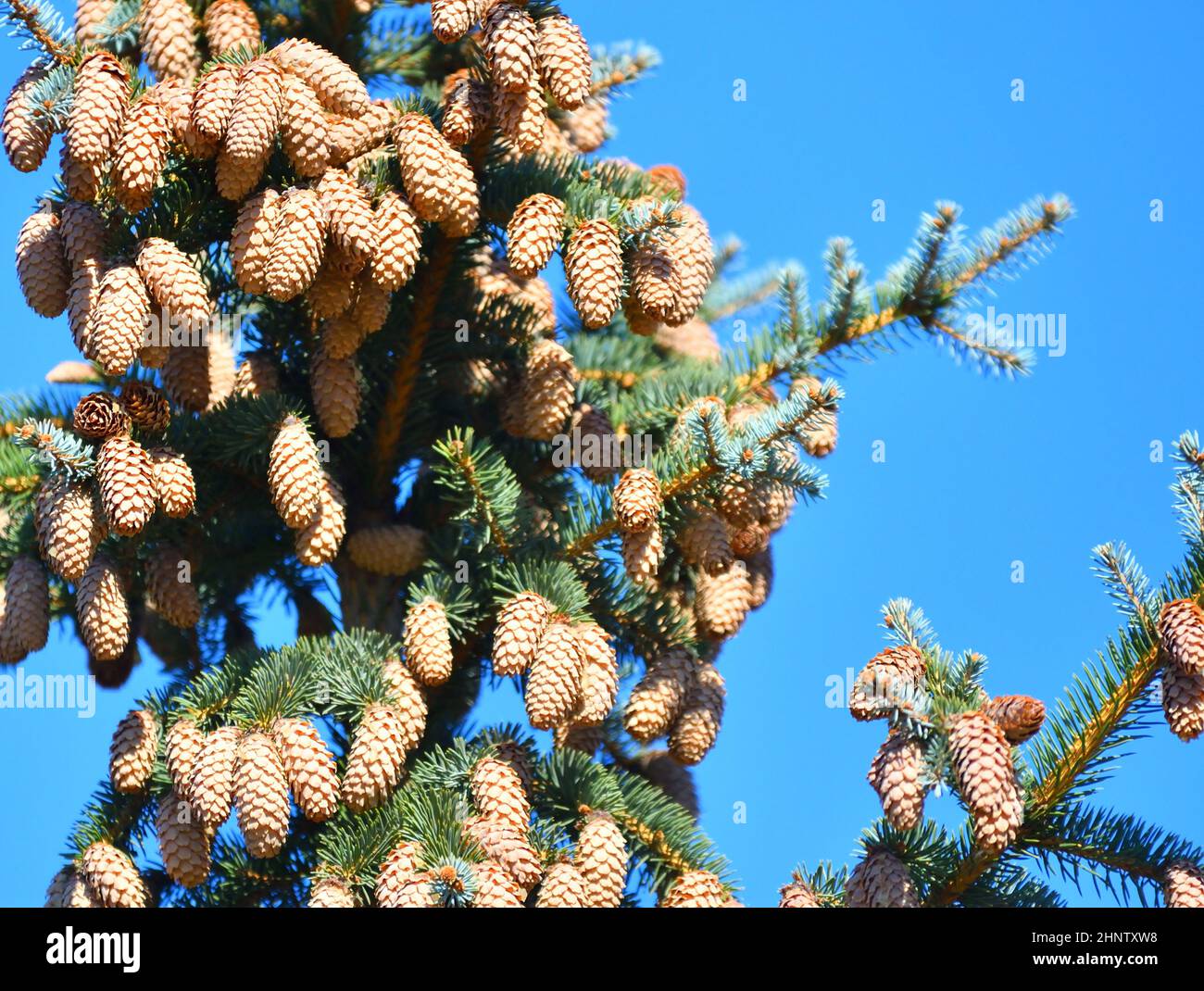 Cones on blue spruce or prickly spruce (Latin. Picea pungens Stock ...