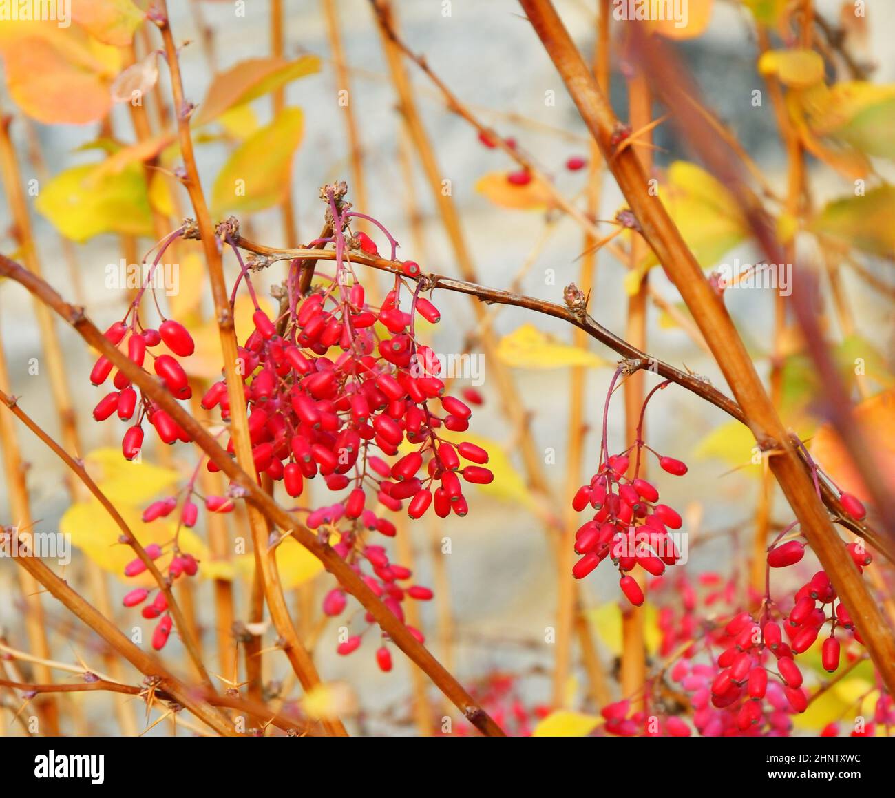 Barberry berries latin berberis hi-res stock photography and images - Alamy