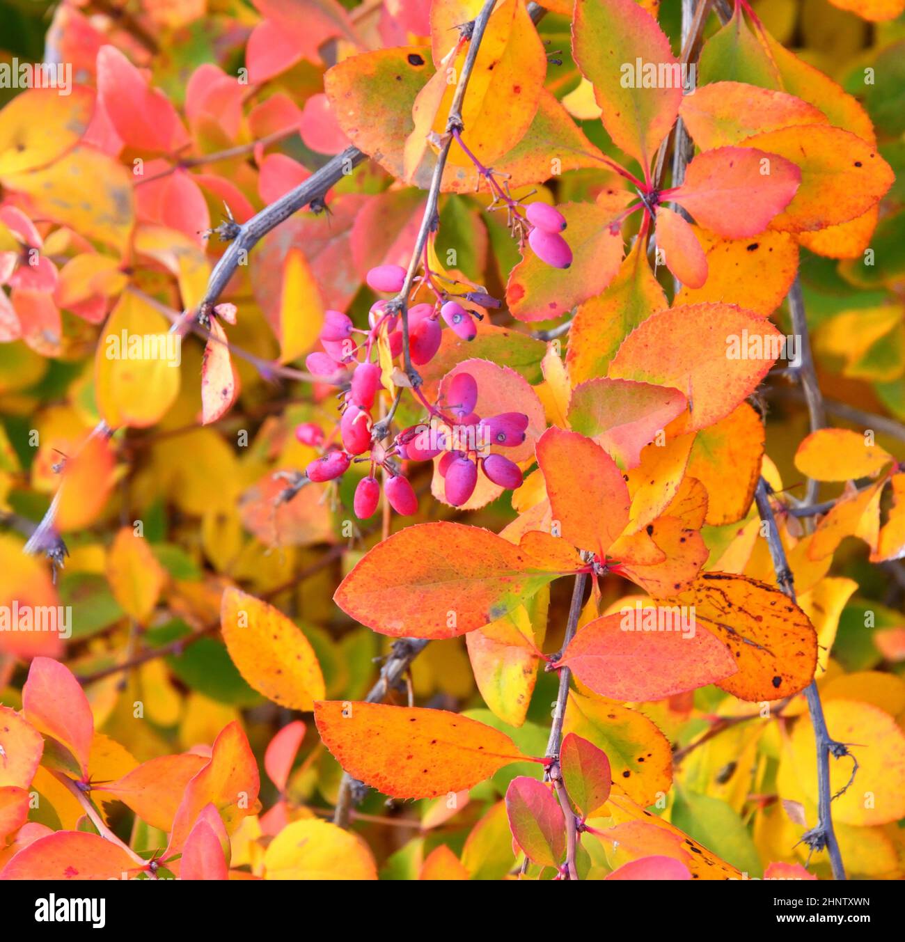 Berberis garden collection hi-res stock photography and images - Alamy