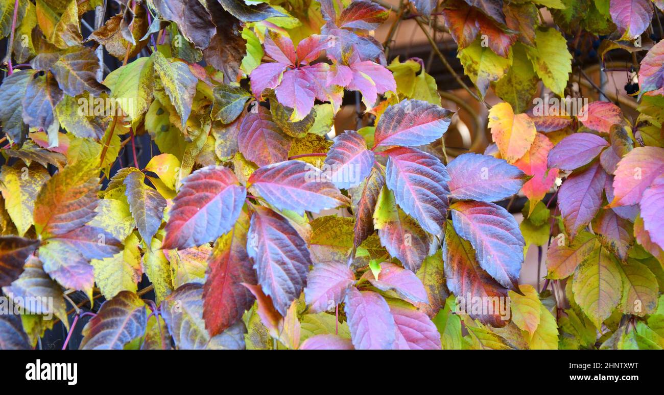 Multicolored leaves of wild or maiden grapes (Latin. Parthenocissus) in ...