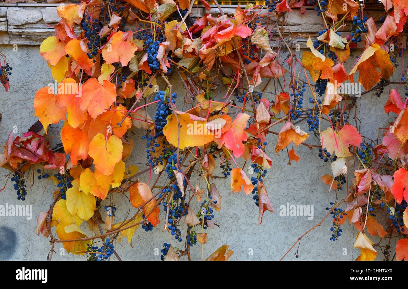 Multicolored leaves of wild or maiden grapes (Latin. Parthenocissus) in ...