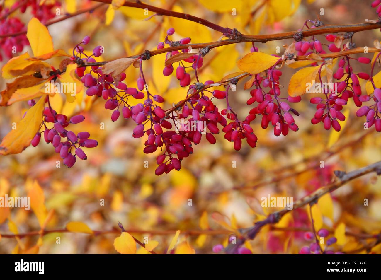 Barberry berries (Latin. Berberis) in the autumn garden Stock Photo - Alamy