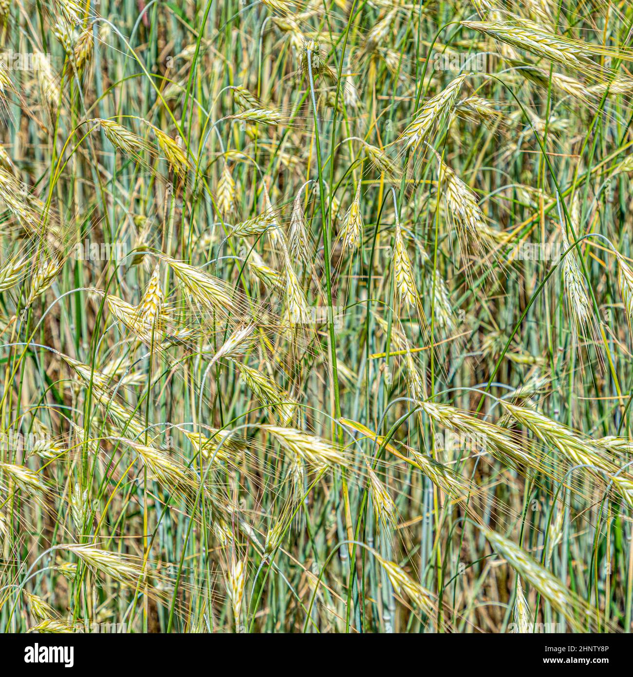 winter rye grows at the field in yellow and green colors Stock Photo ...