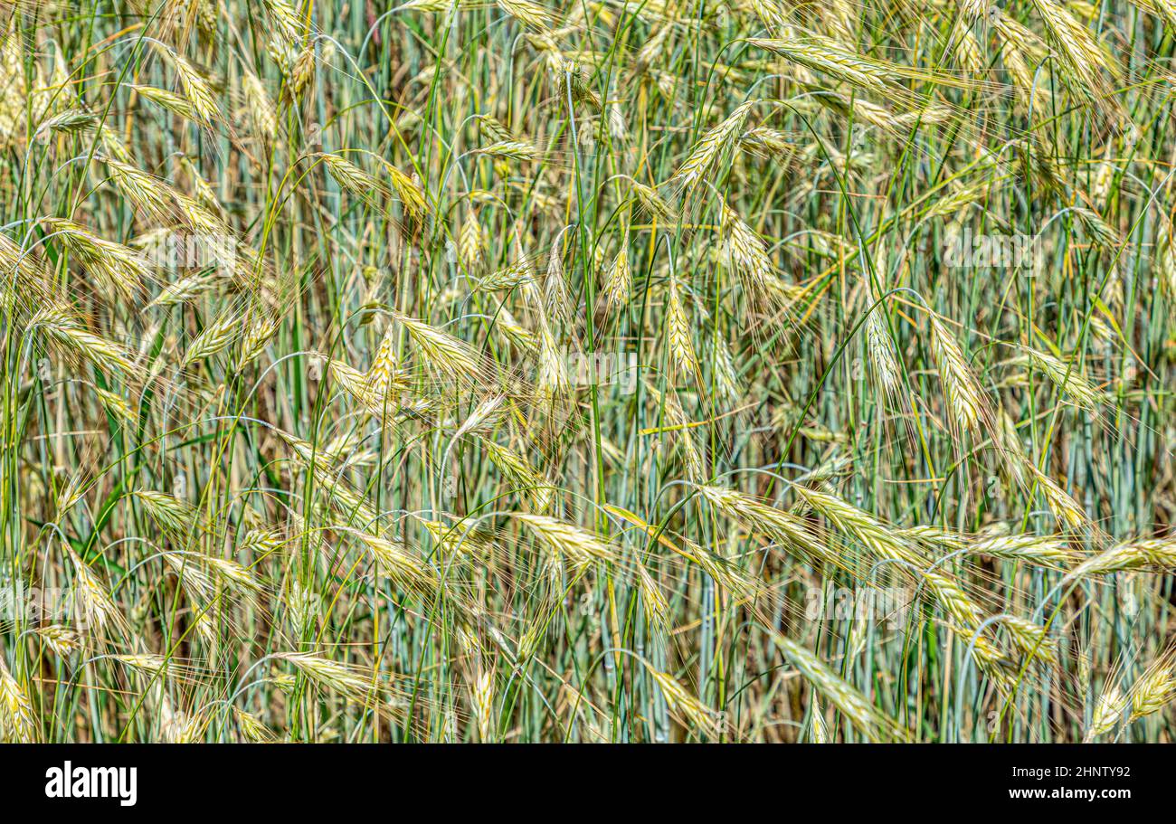 winter rye grows at the field in yellow and green colors Stock Photo ...