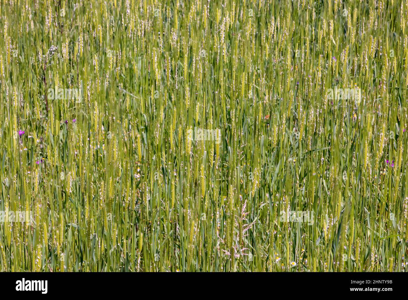einkorn wheat grows at the field in yellow and green colors Stock Photo ...