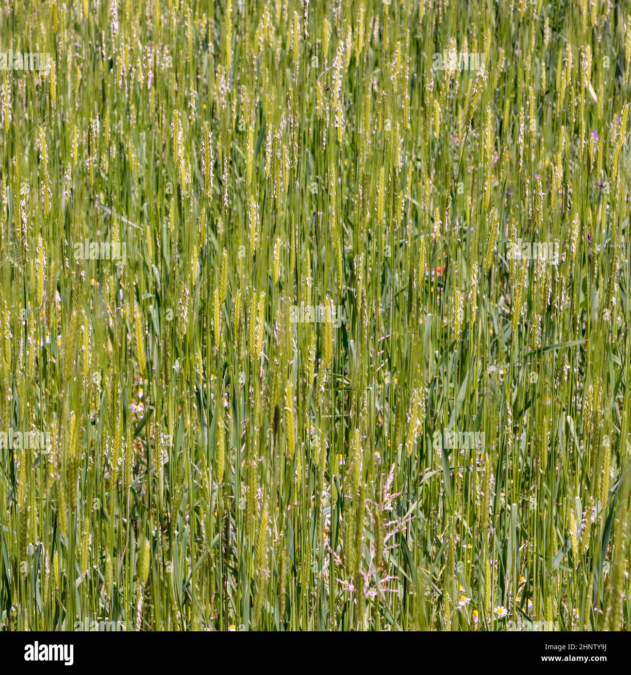 einkorn wheat grows at the field in yellow and green colors Stock Photo ...