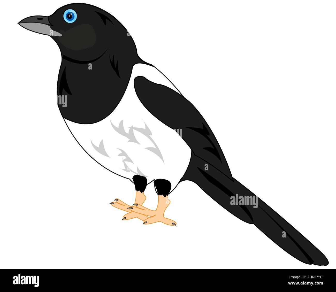 Magpie Drawing