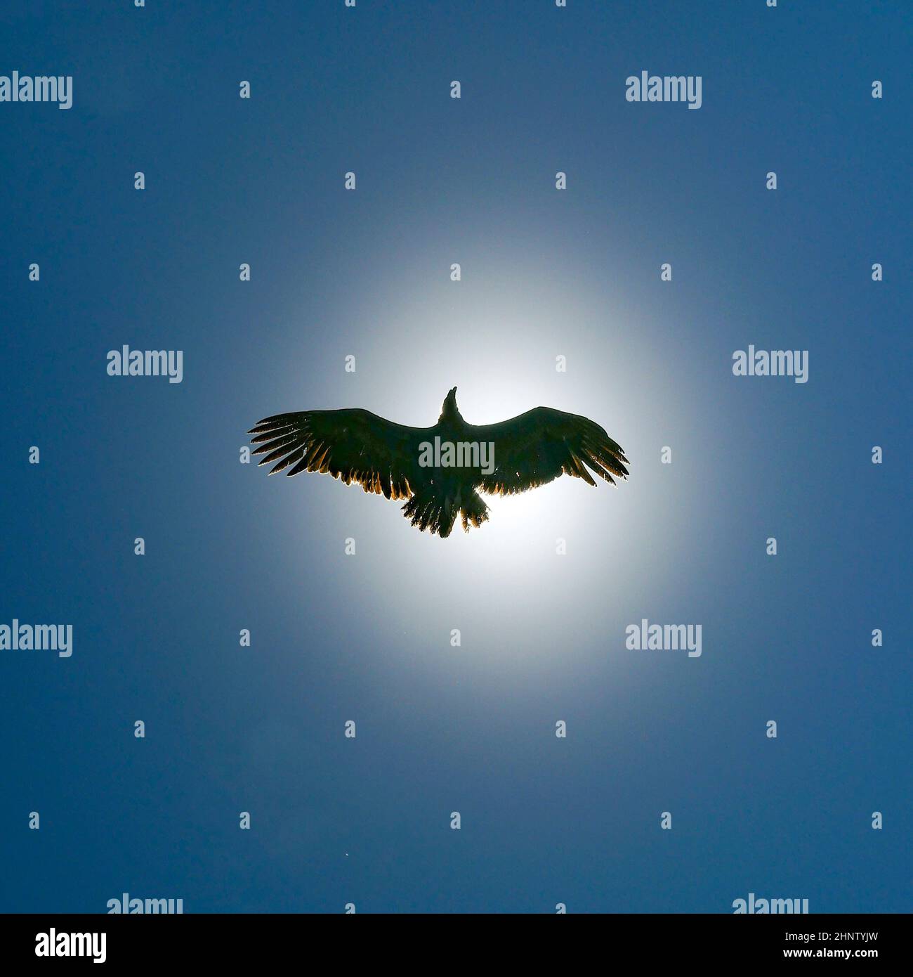 condor flying in the sky with sun in background Stock Photo - Alamy