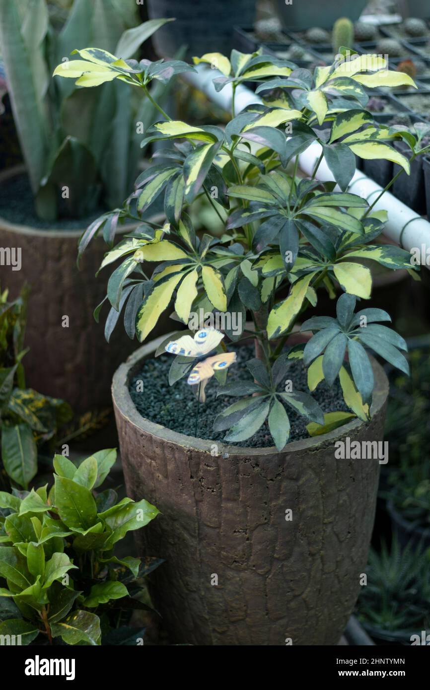 Large schefflera plant hi-res stock photography and images - Alamy