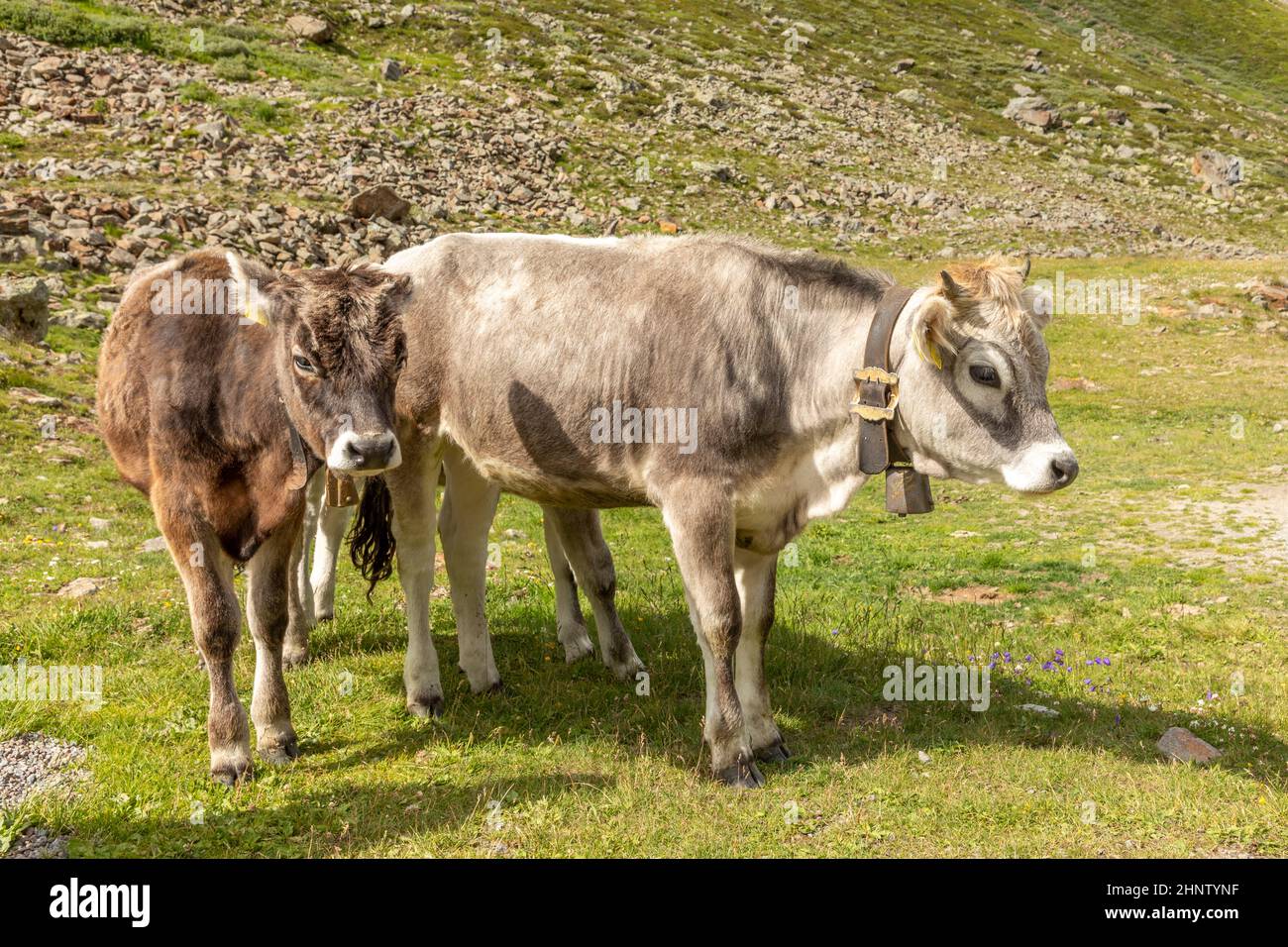 Grazing Cows in The Mountains, Passo Rombo - Timmelsjoch, Italian ...