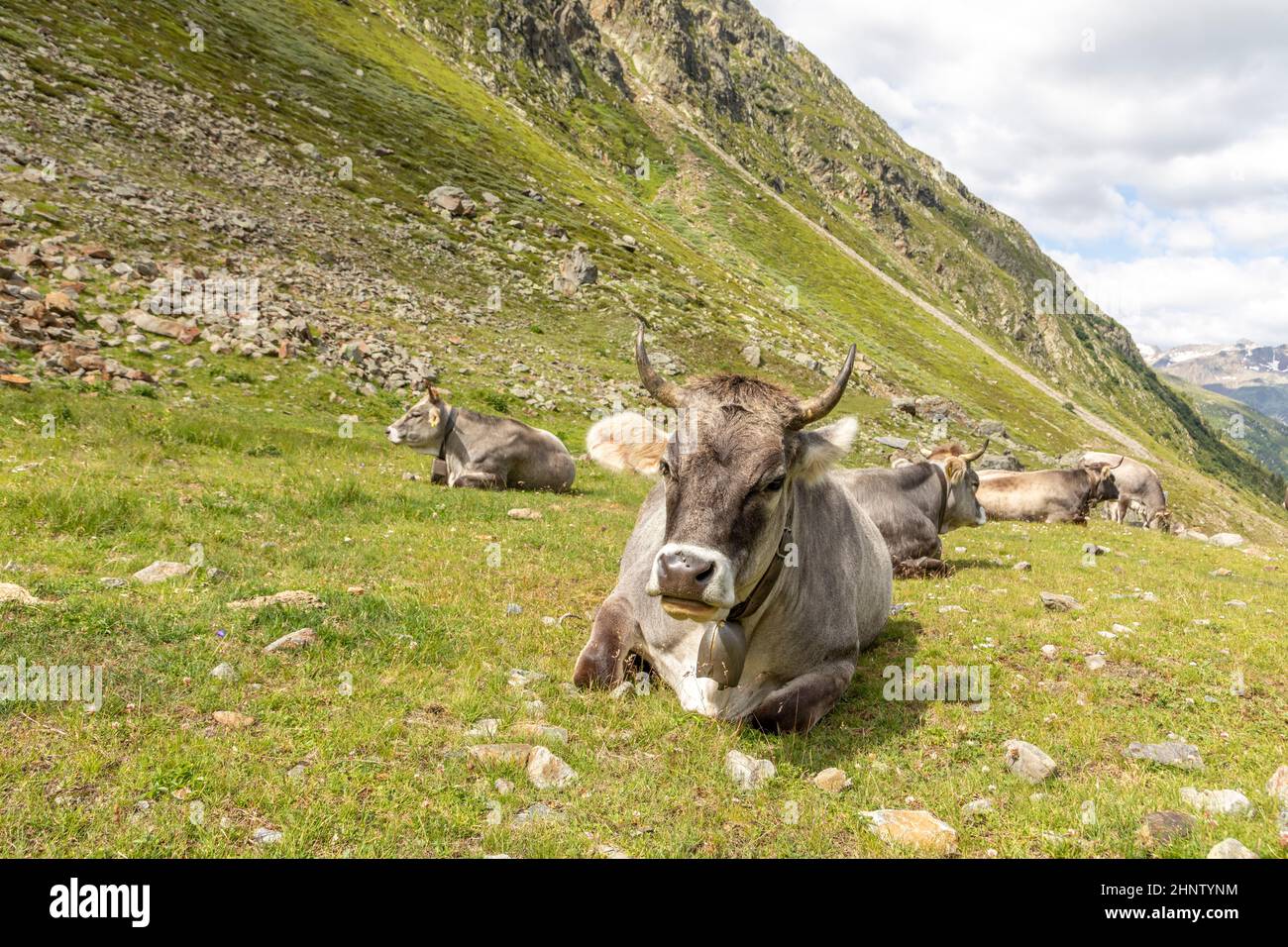 Grazing Cows in The Mountains, Passo Rombo - Timmelsjoch, Italian ...