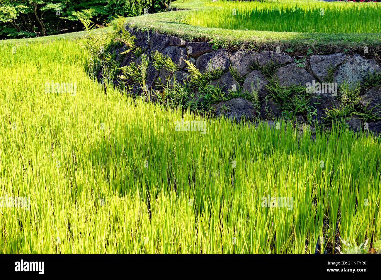 detail of rice paddy with field in water Stock Photo - Alamy
