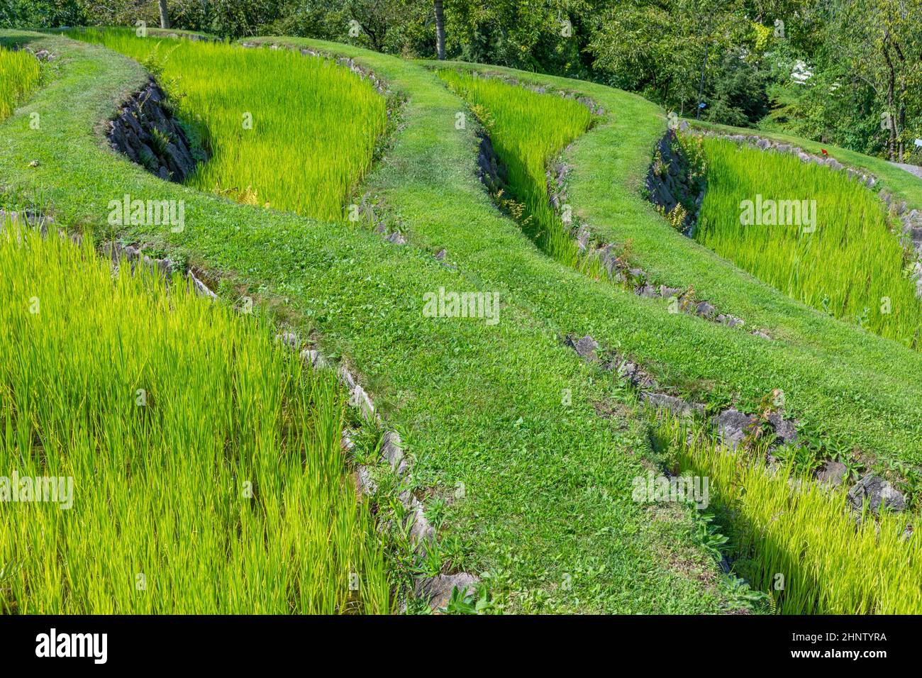 detail of rice paddy with field in water Stock Photo - Alamy