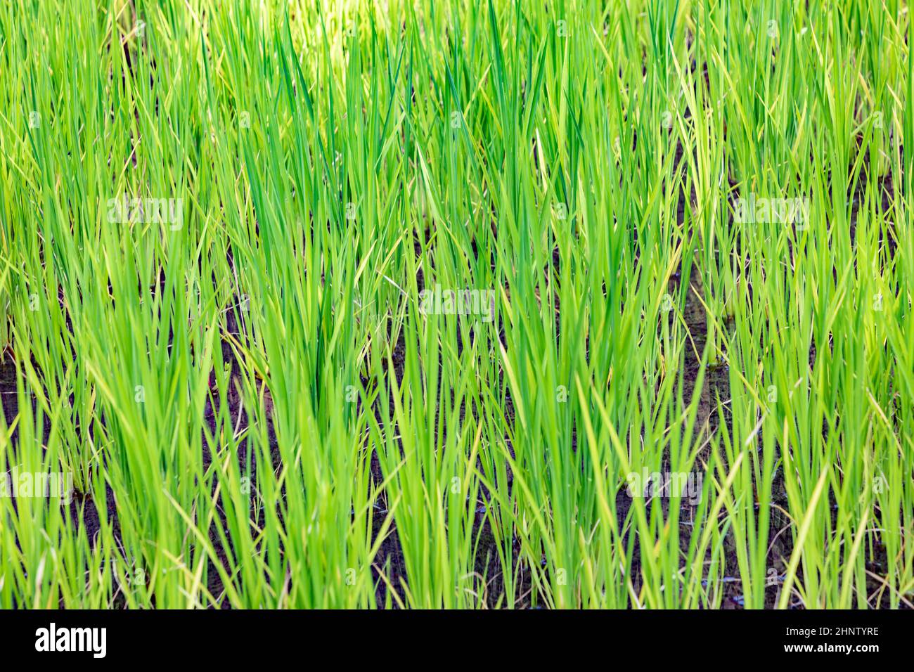 detail of rice paddy with field in water Stock Photo - Alamy