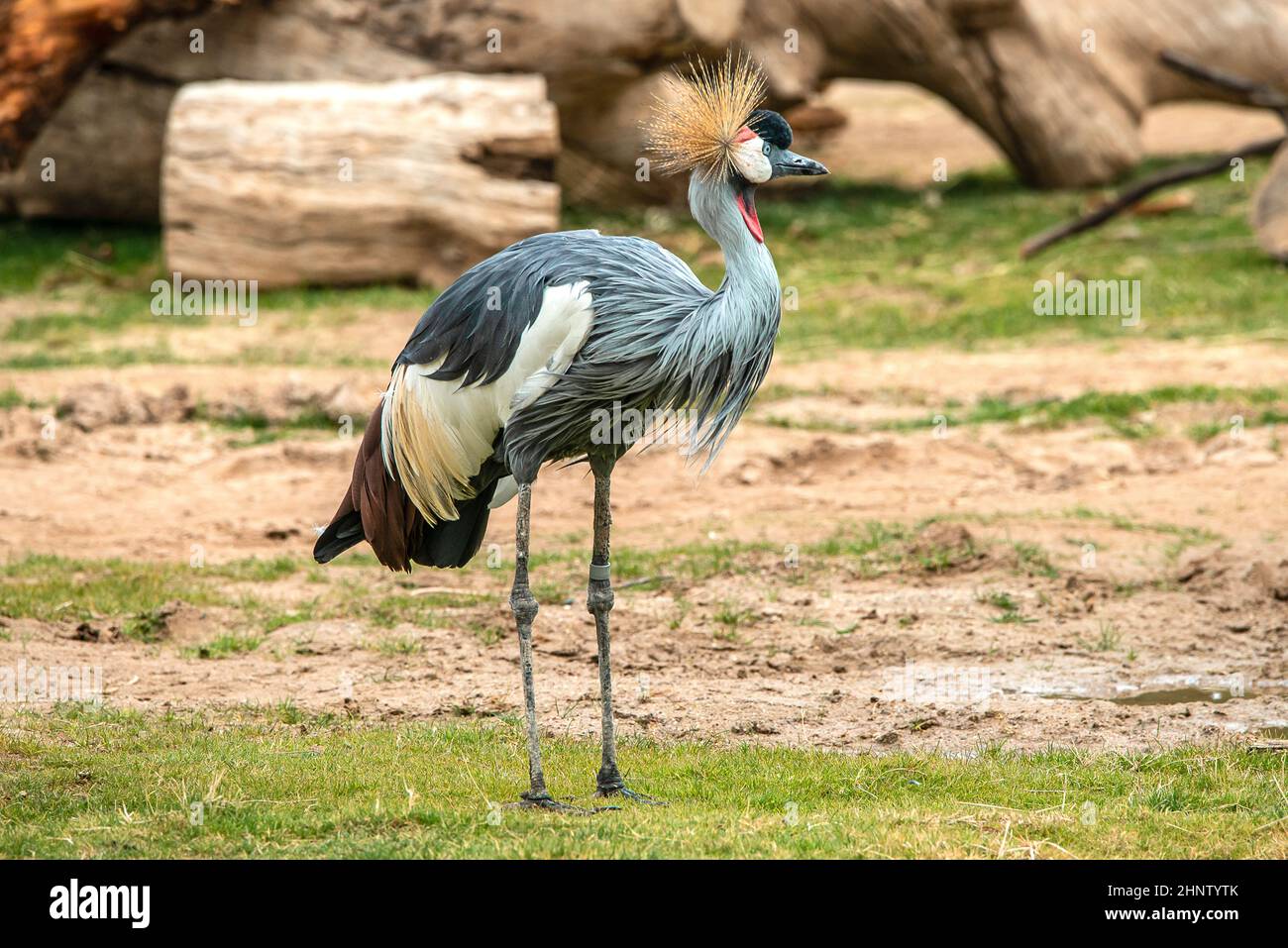 African Crowned Crane Stock Photo - Alamy